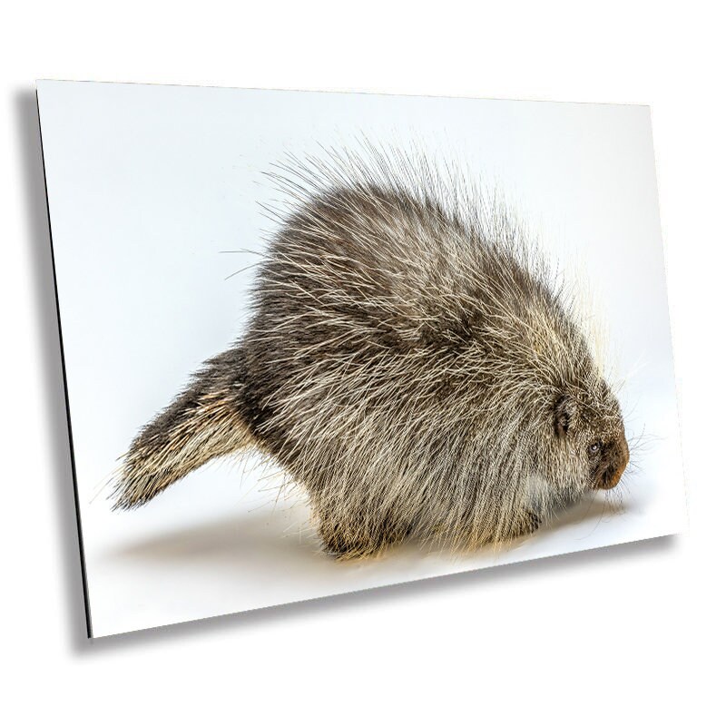 Porcupine Art - Etsy