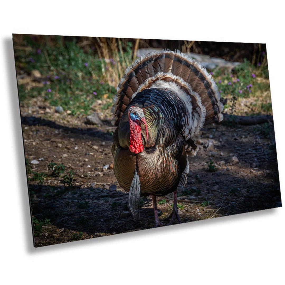 Bronze Turkey Plumage Photography: Wildlife Wall Art Print - Etsy