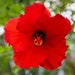 Ruby Blooms: Red Hawaiian Hibiscus Flower Photography Tropical - Etsy
