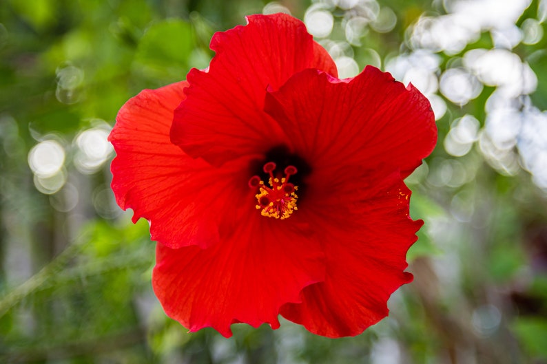 Ruby Blooms: Red Hawaiian Hibiscus Flower Photography Tropical Home ...