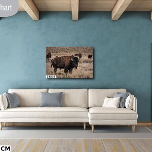 Bison Happy Hour: American Buffalo Herd Wall Art Bison Photography ...