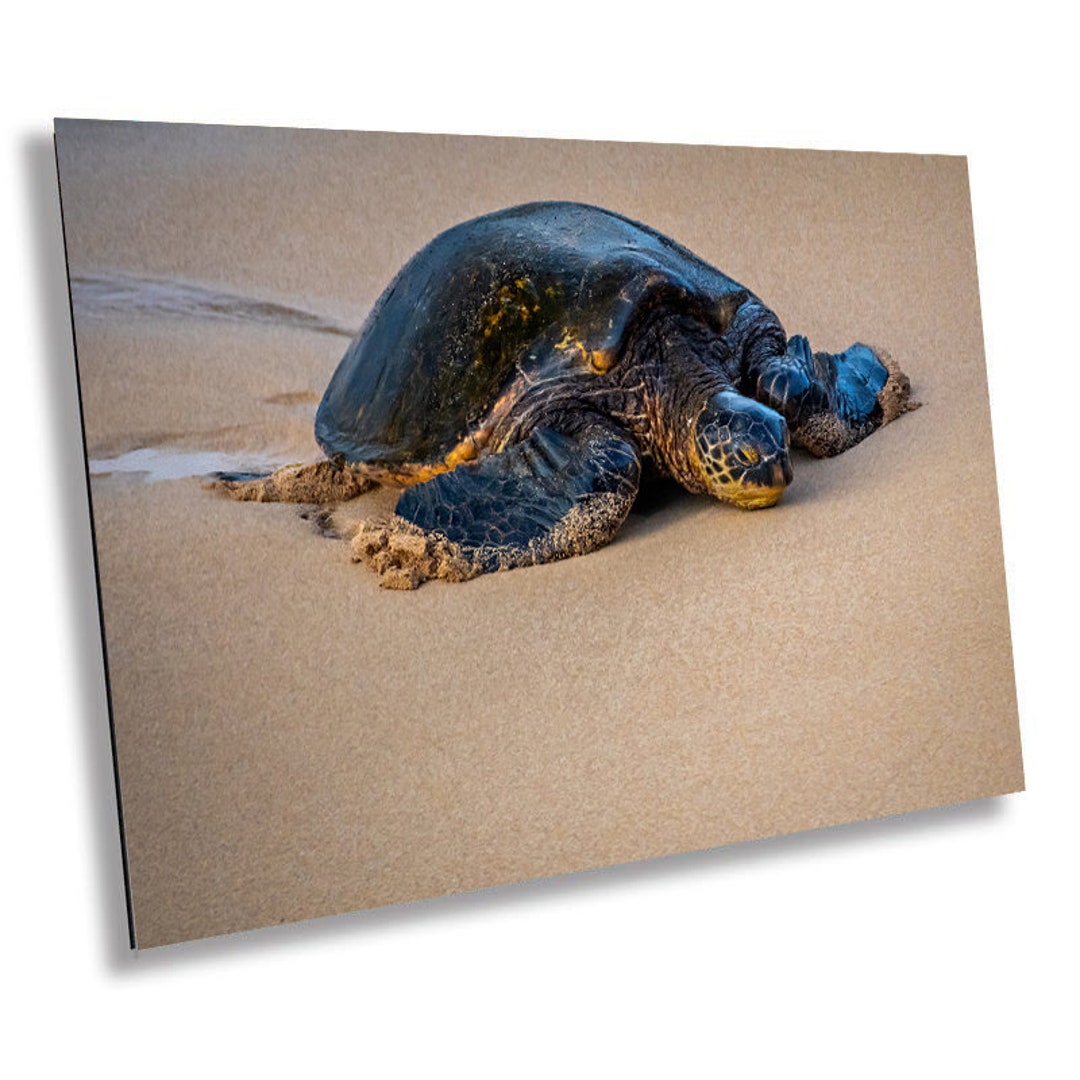 Turtle Serenity: Maui Hawaii Sea Turtle Photography Wall Art Ocean ...