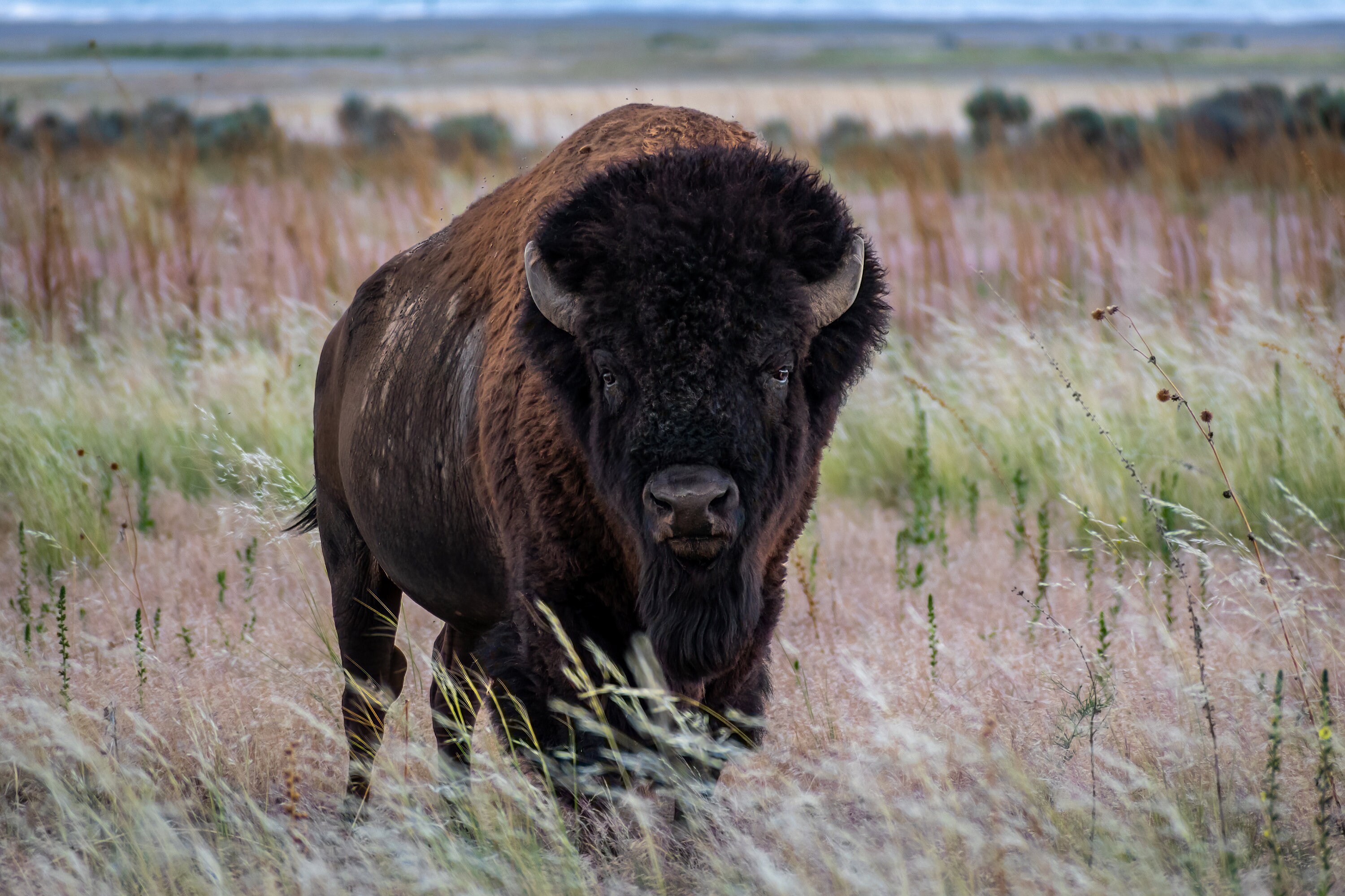The American Buffalo, Majestic Grassland Giant: American Bison Metal ...