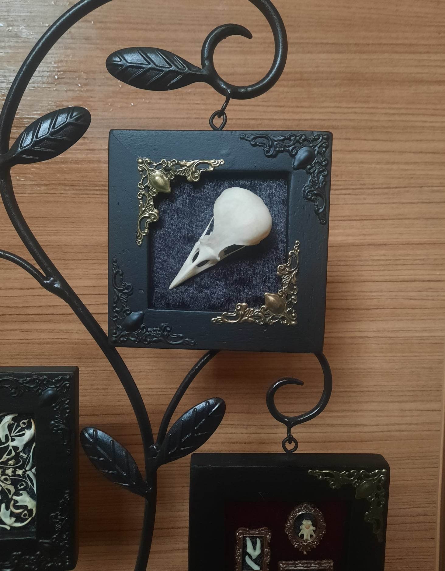 Taxidermy Oddities Multi Frame Display Piece - Etsy