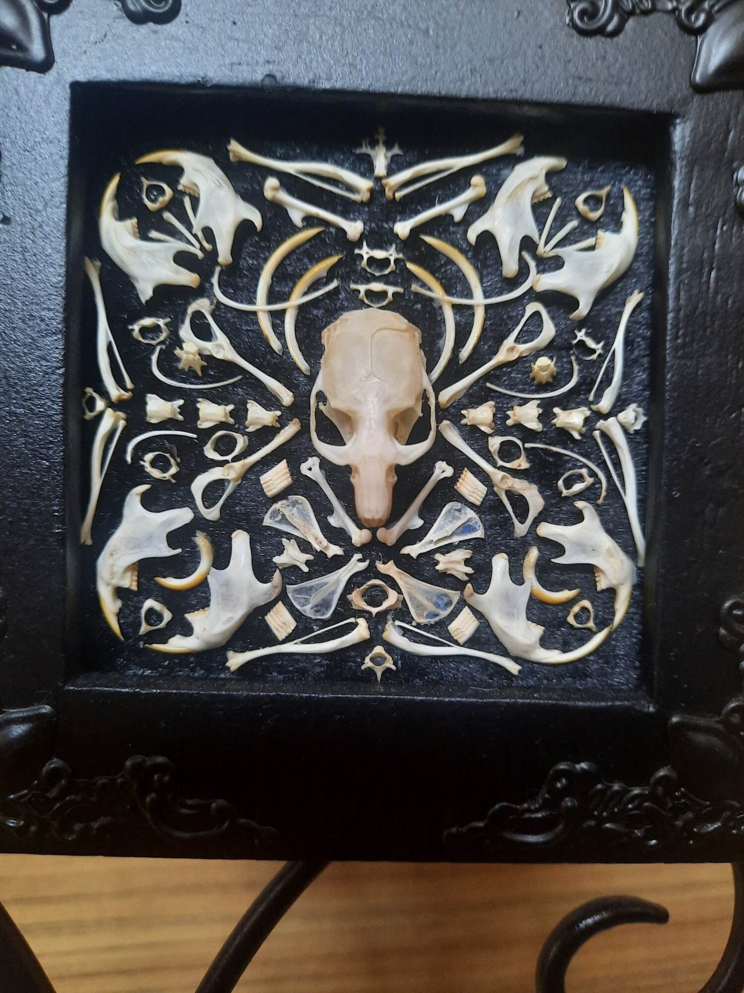 Taxidermy Oddities Multi Frame Display Piece - Etsy