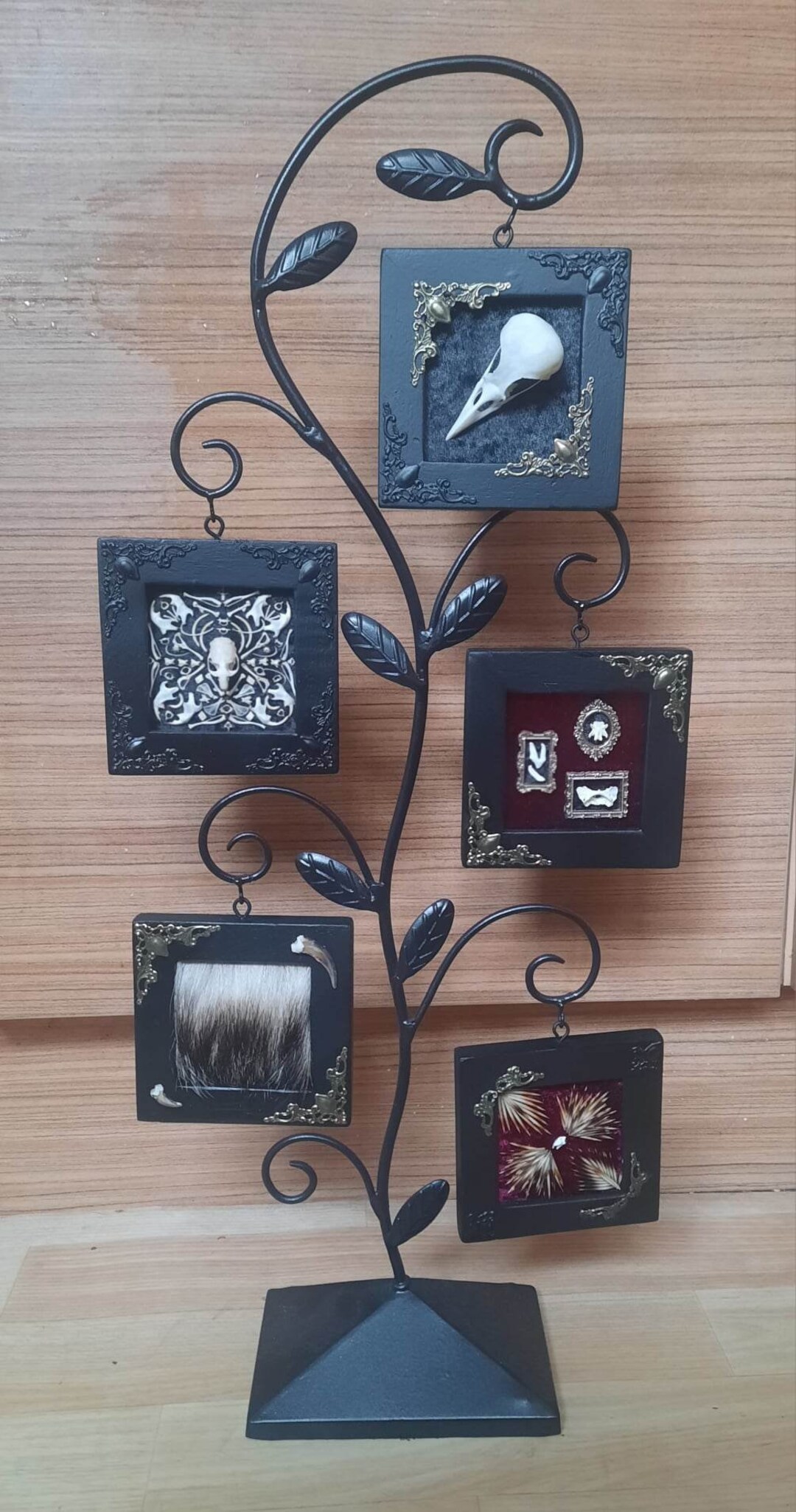 Taxidermy Oddities Multi Frame Display Piece - Etsy
