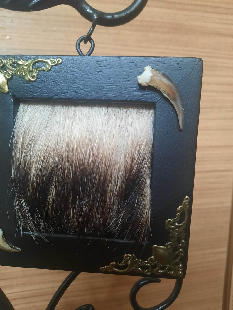 Taxidermy Oddities Multi Frame Display Piece - Etsy