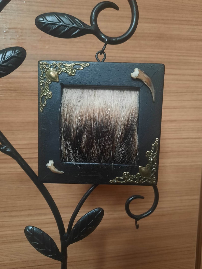 Taxidermy Oddities Multi Frame Display Piece - Etsy