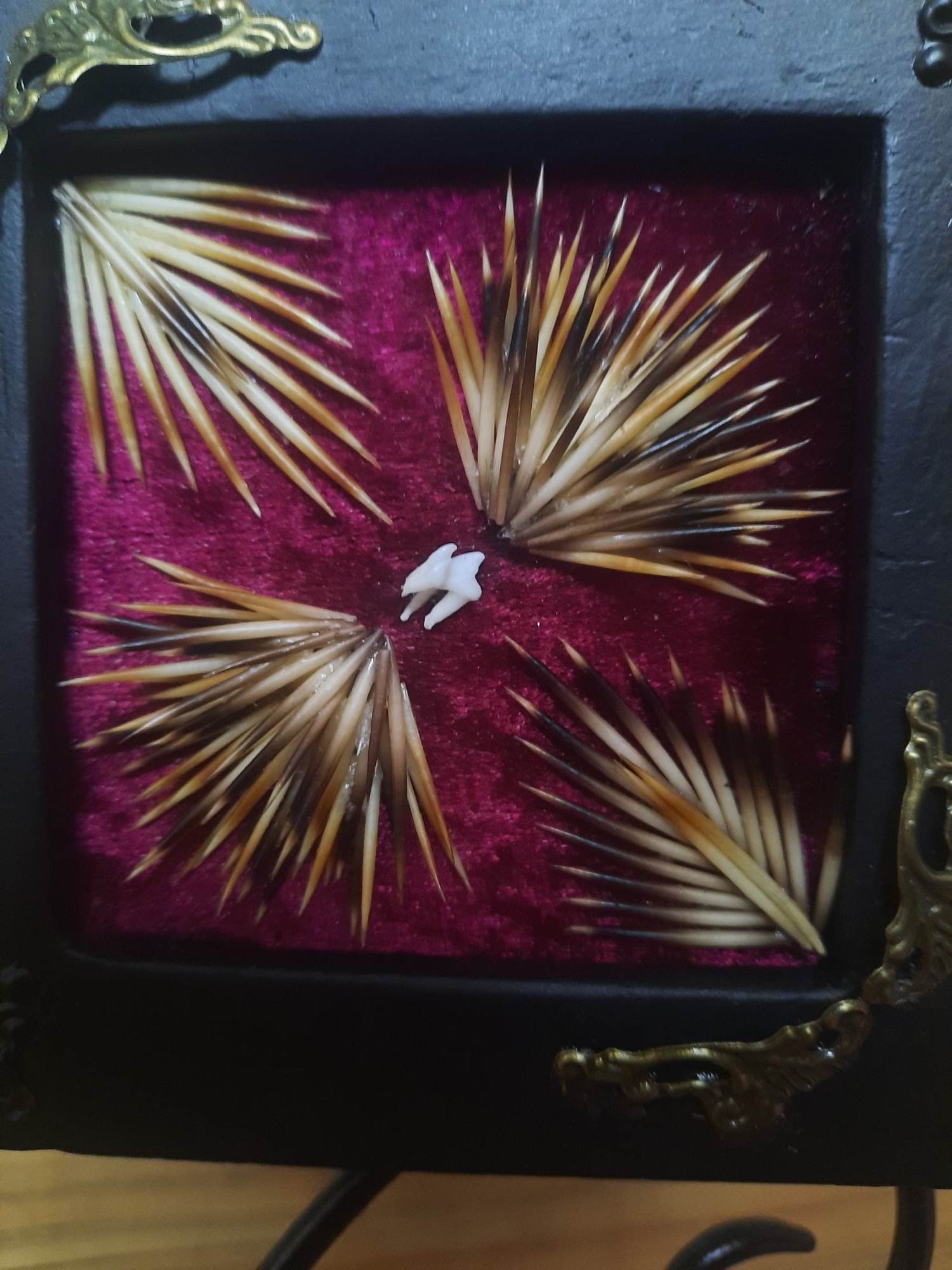 Taxidermy Oddities Multi Frame Display Piece - Etsy