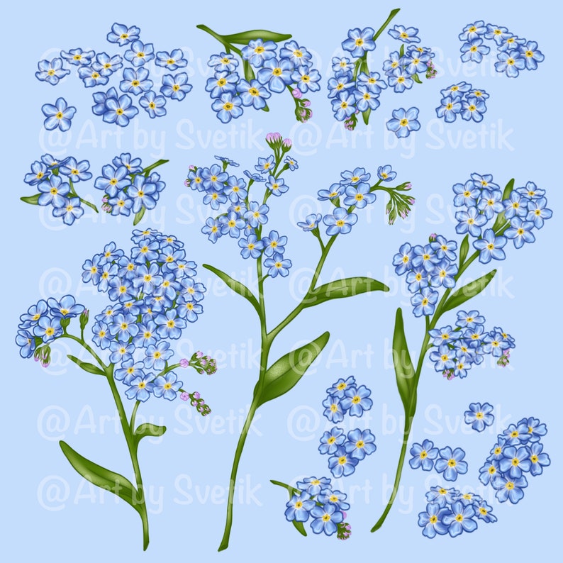 Forget-me-nots Clipart Blue Flowers Png Digital Download Design Art - Etsy