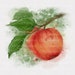 Apples Apple Tree Sublimation Design Png Apple on Branch - Etsy