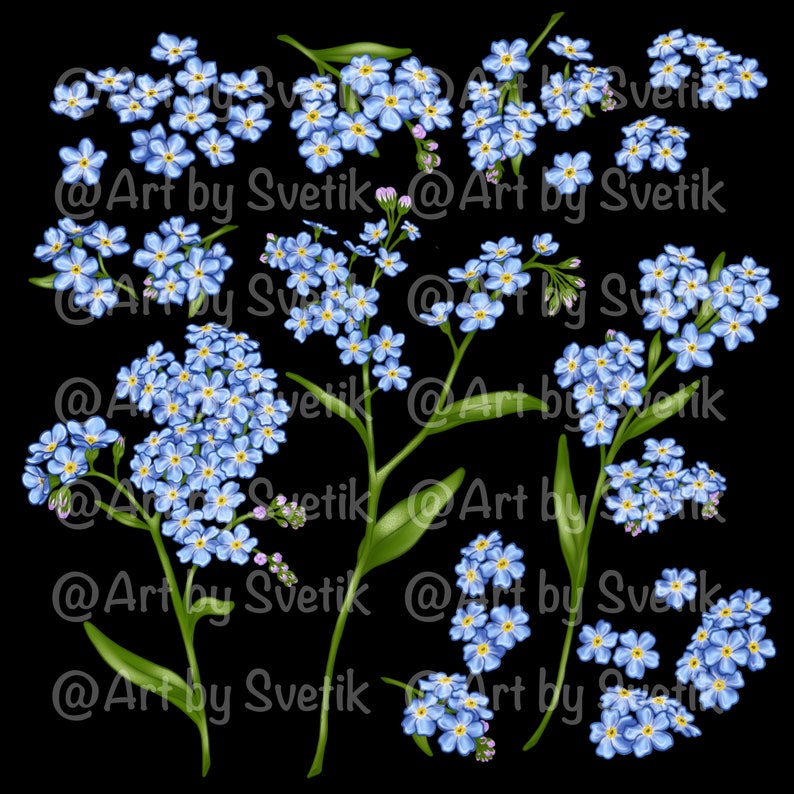 Forget-me-nots Clipart Blue Flowers Png Digital Download Design Art - Etsy