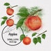 Apples Apple Tree Sublimation Design Png Apple on Branch - Etsy
