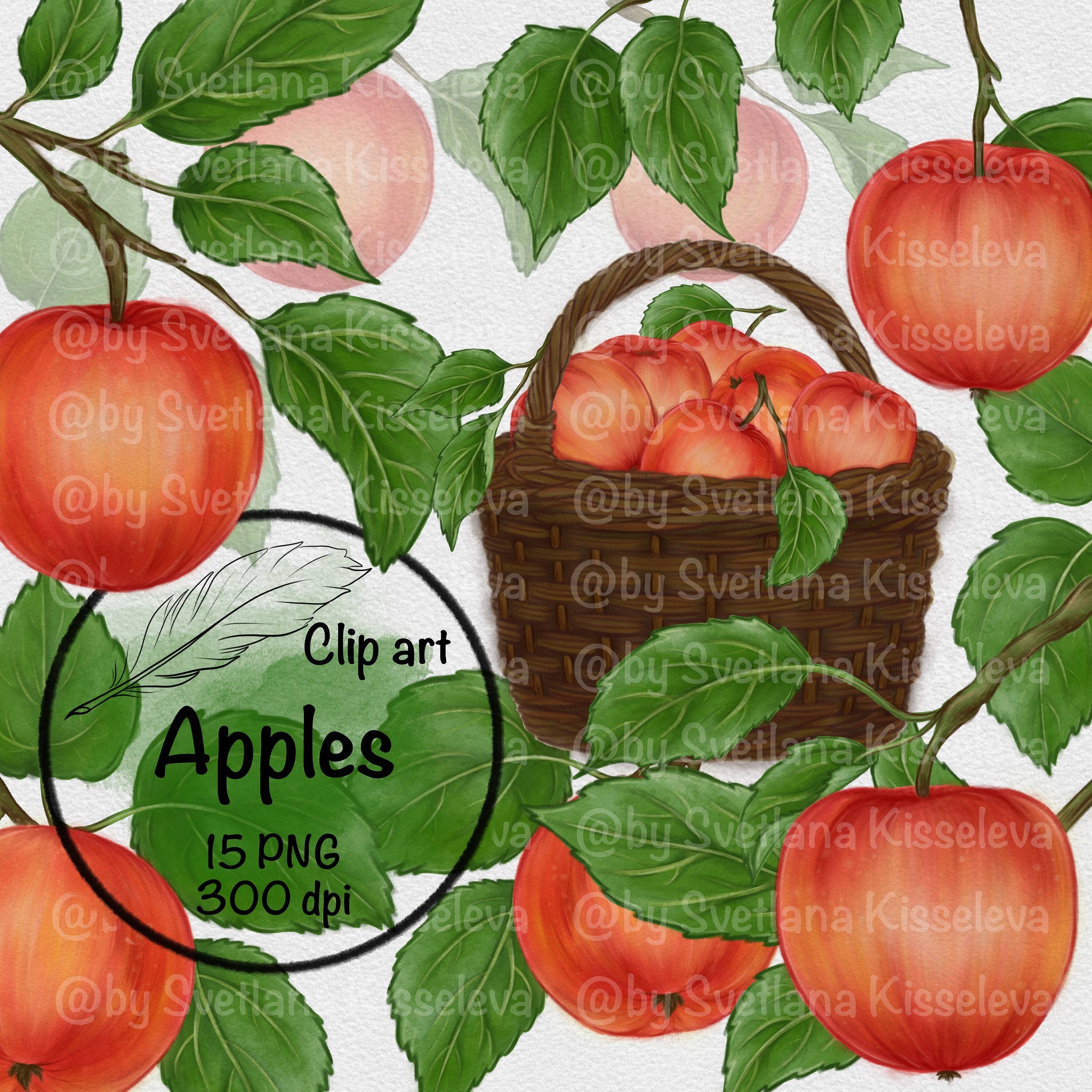 Apples, Basket of Apples, PNG, Apple on Branch, Digital Download ...