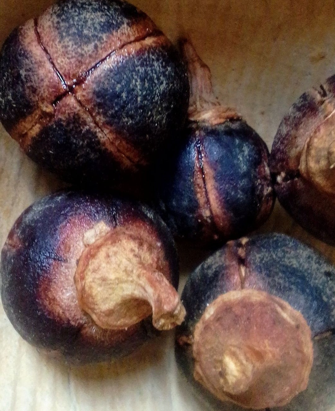 Gorun Tula Fruit, GORUN TULA FRUIT, Snot Apple, Silky Kola, African ...