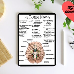 Cranial Nerves Cheat Sheet and Study Notes Medicine, Physiotherapy ...