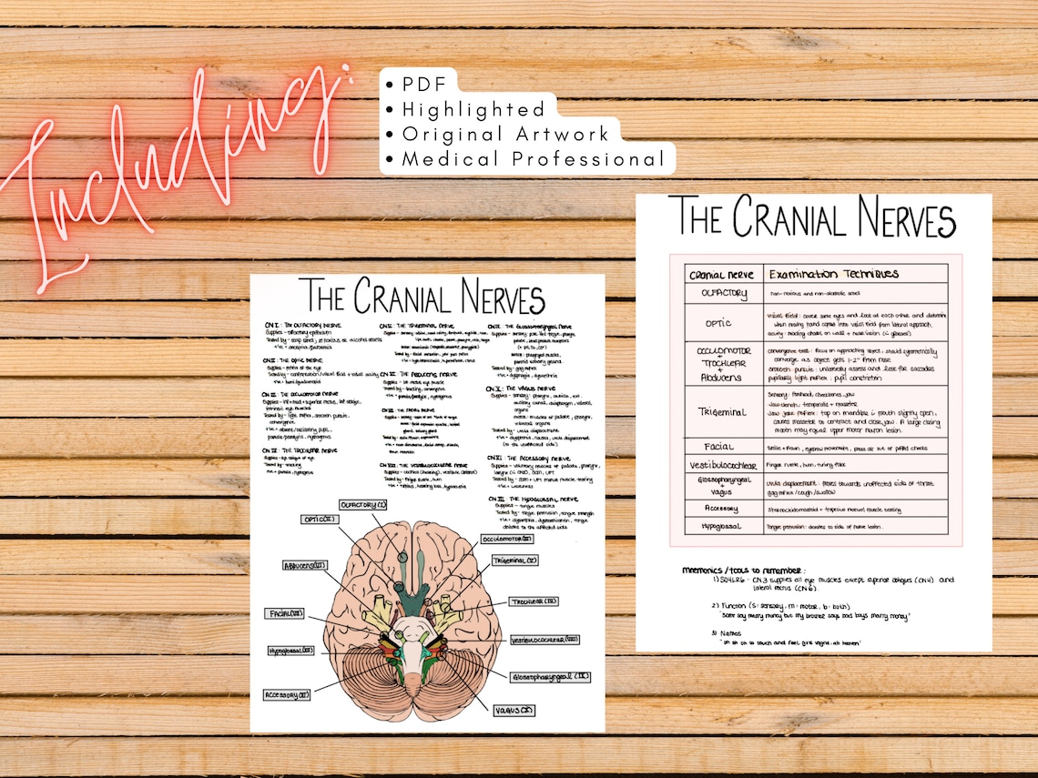 Cranial Nerves Cheat Sheet and Study Notes Medicine, Physiotherapy ...