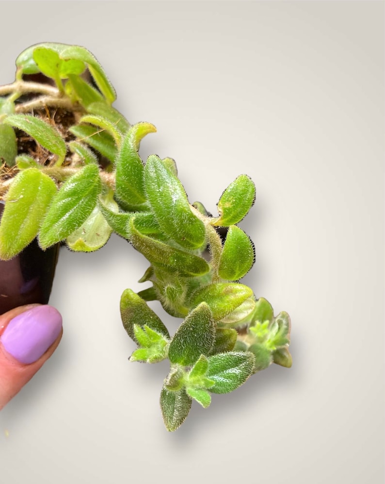 Columnea Gloriosa flying Goldfish Starter Plant. Includes a Free Plant ...