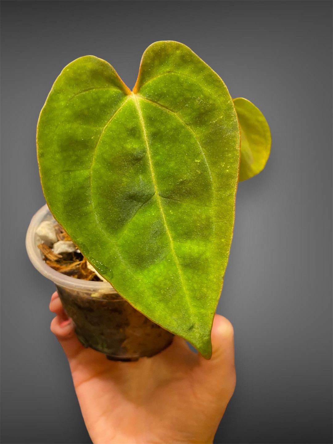 Rare Anthurium Papillilaminum X FTG Pap Crystal 3.5 Hybrid Plant ...