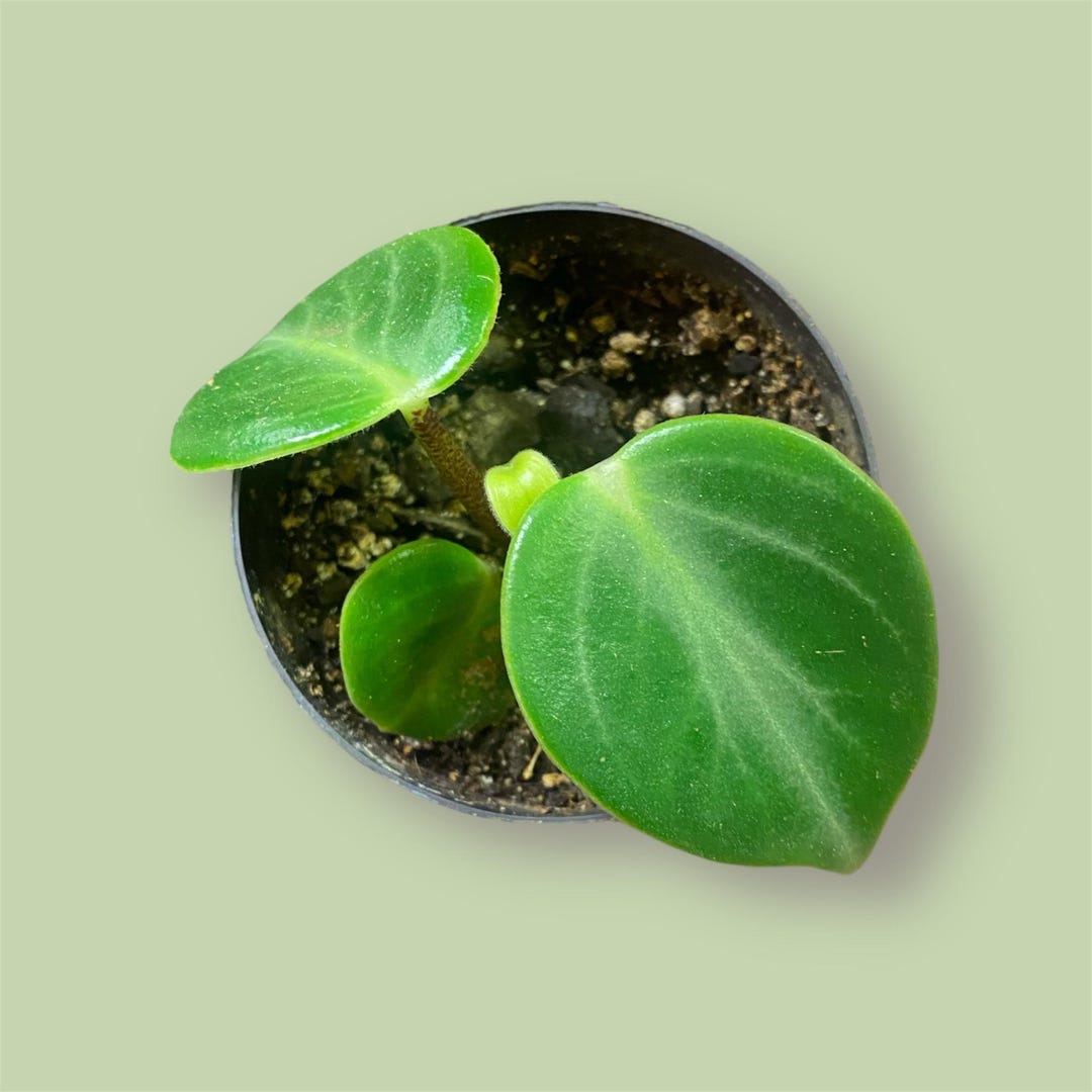 Rare Peperomia Maculosa 2 Plant. Includes a Free Surprise Plant Cutting ...