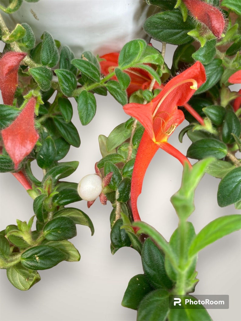 Columnea Gloriosa flying Goldfish Starter Plant. Includes a Free Plant ...
