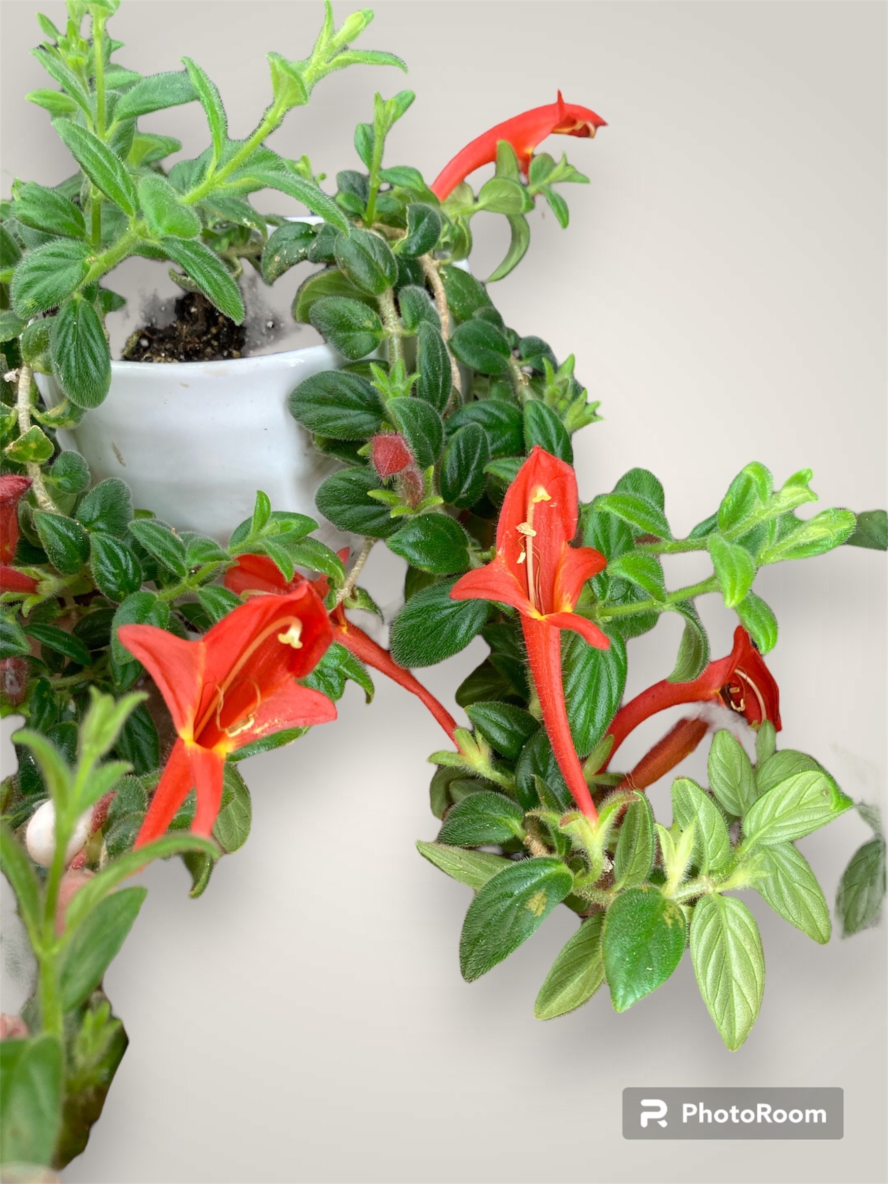 Columnea Gloriosa flying Goldfish Starter Plant. Includes a Free Plant ...