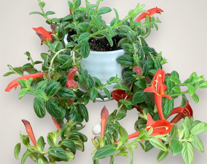 Columnea Gloriosa flying Goldfish Cuttings. Includes a Free Bonus ...