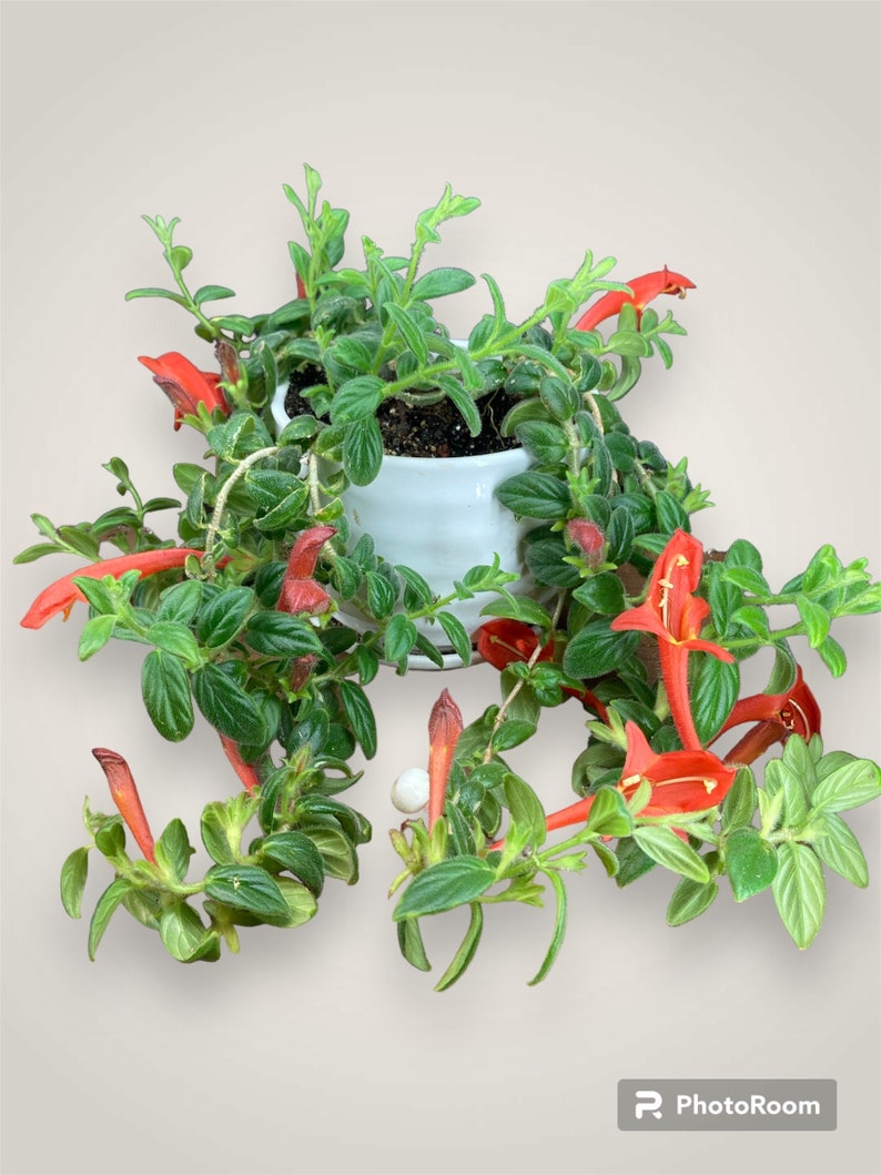 Columnea Gloriosa flying Goldfish Starter Plant. Includes a Free Plant ...