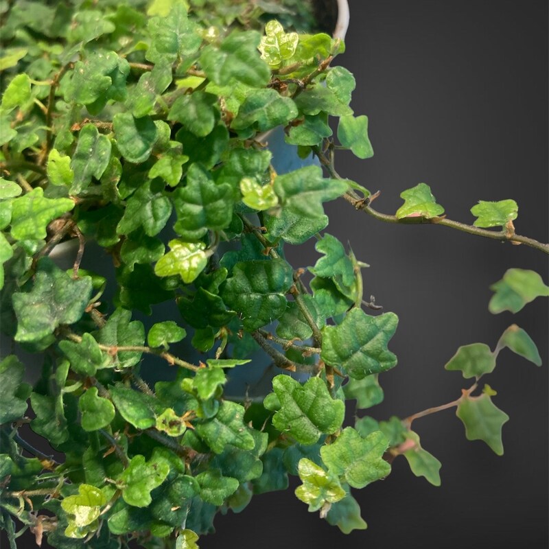 String of Frogs - Etsy