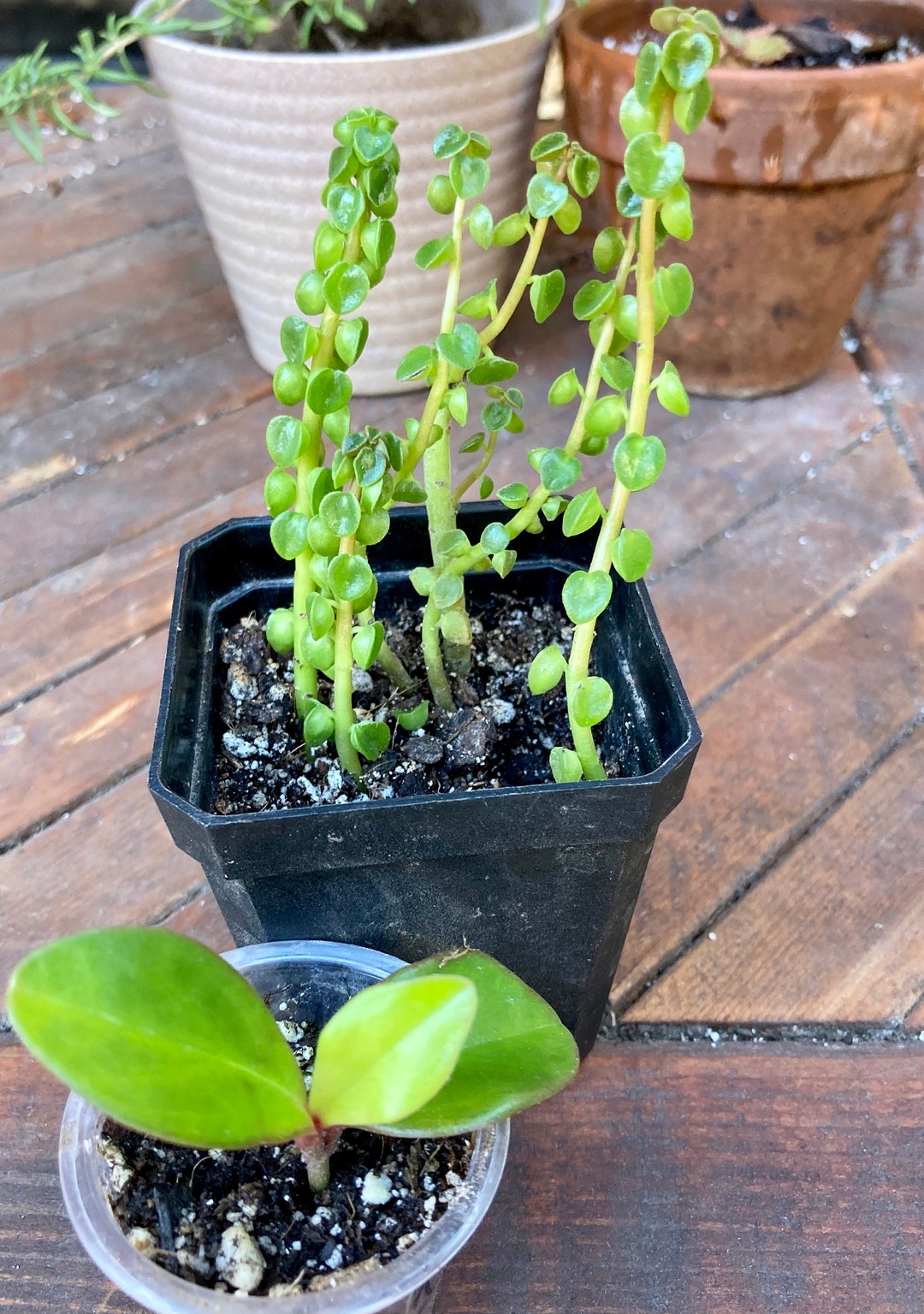 Peperomia Columella & Clusiifolia Plant Bundle. Includes Free - Etsy