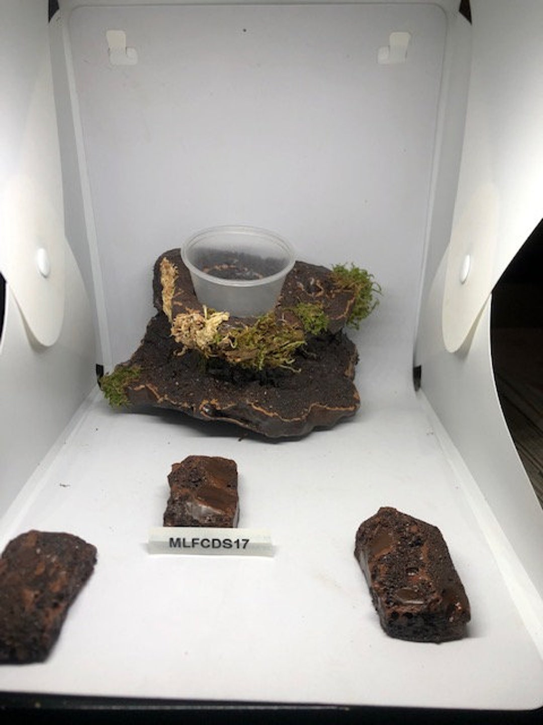 Small Desert Magnetic Rock Ledge With 5 Feeder Cups for Reptiles and ...