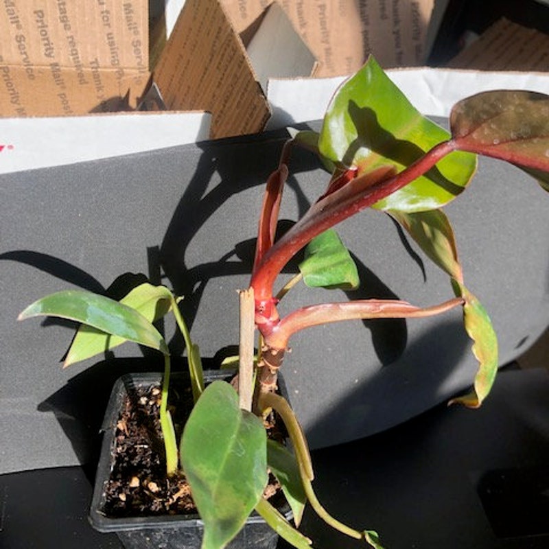 Red Emerald Plant - Etsy