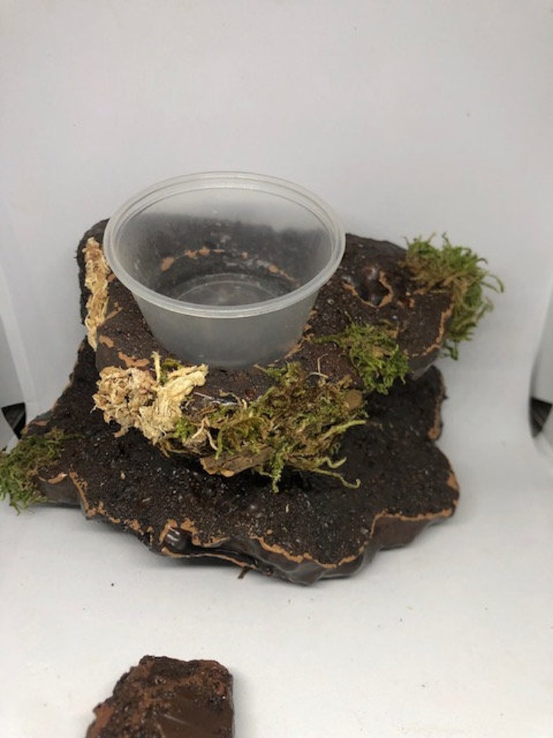 Small Desert Magnetic Rock Ledge With 5 Feeder Cups for Reptiles and ...