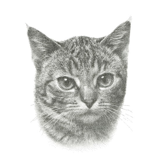 Realistic Kitten Drawings