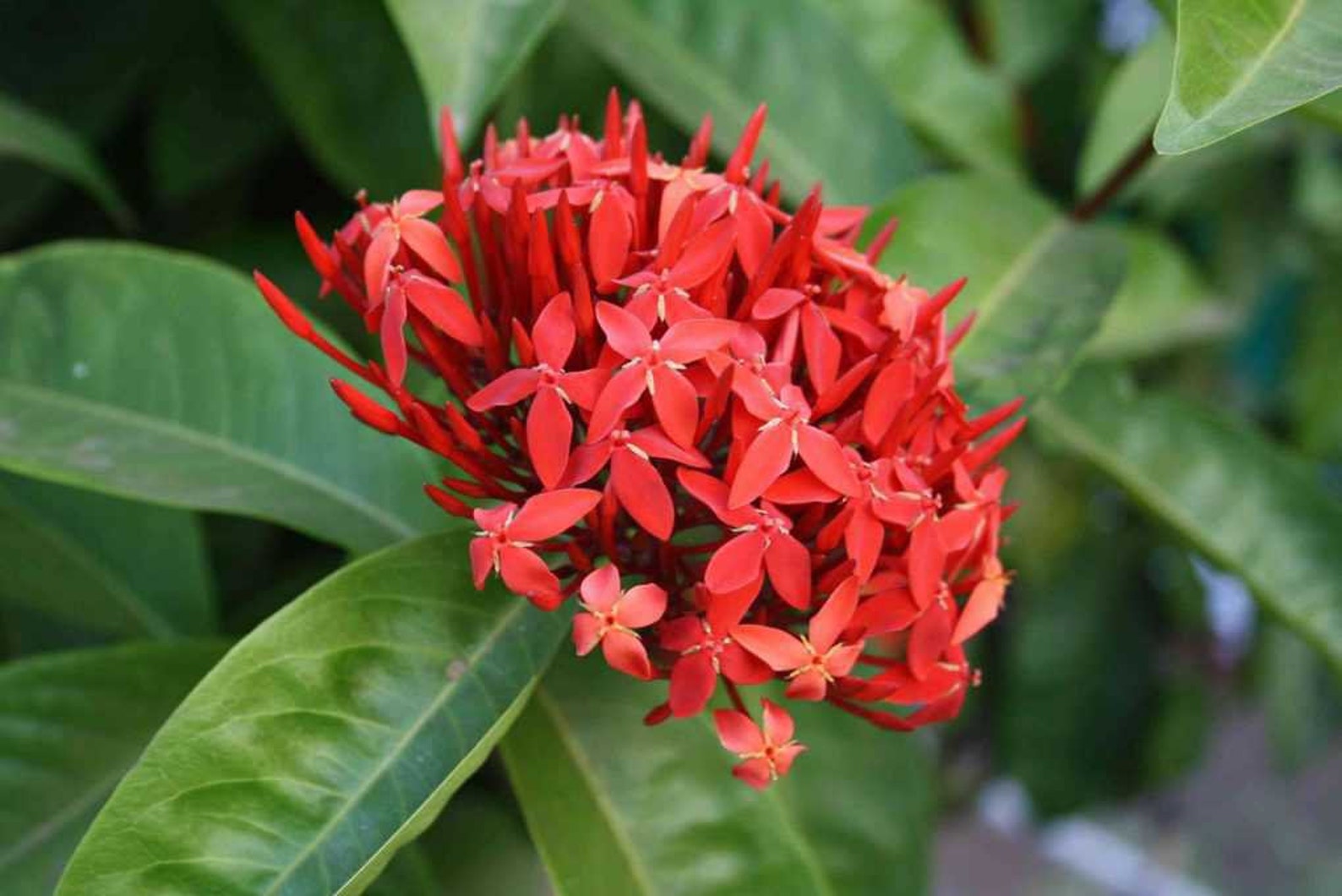 Ixora Flower 3 Gallon Shipping With Pot | Etsy