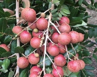 Red Longan Tree - Etsy
