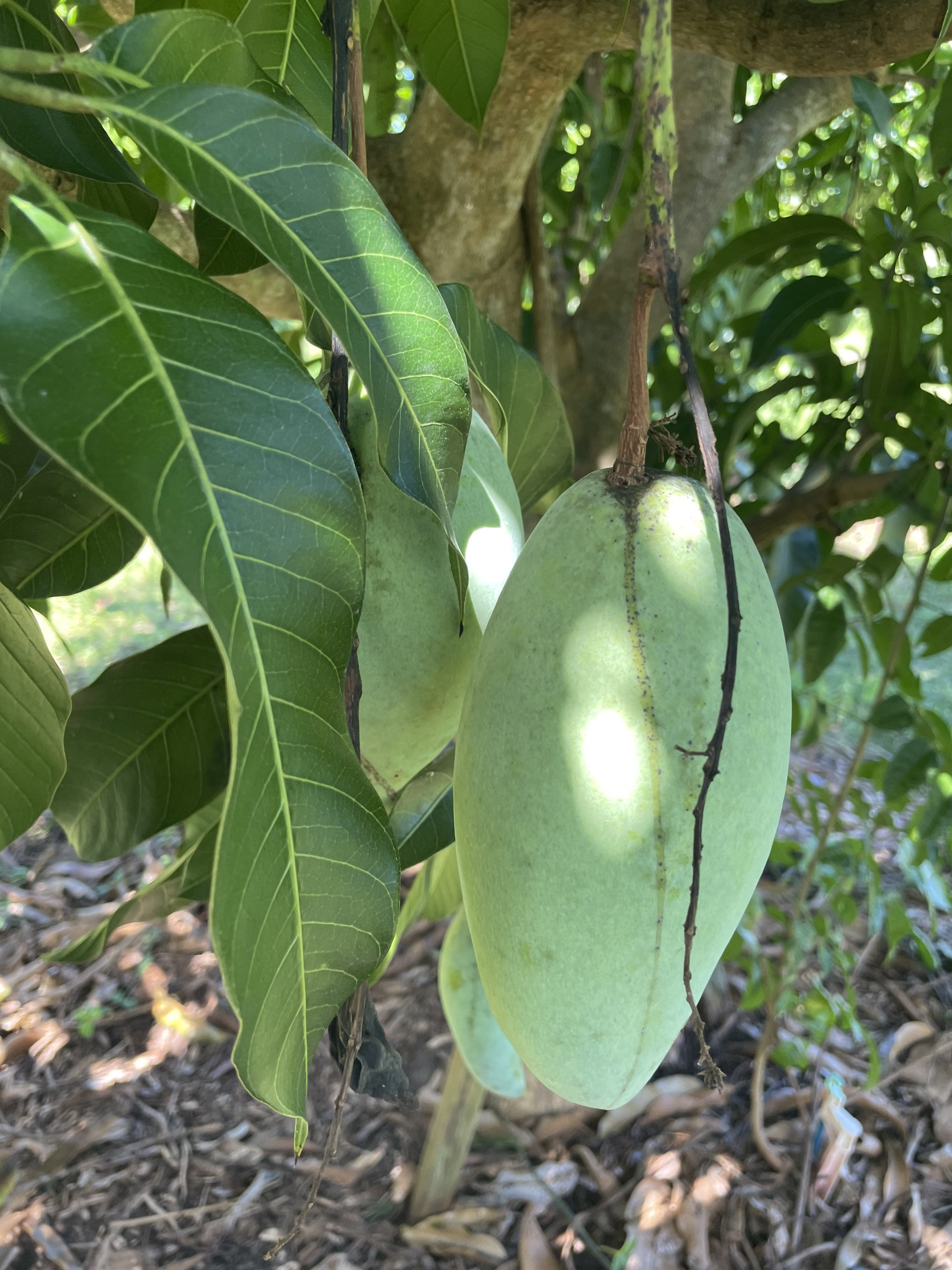 3 ft tall Nam doc mai mango- grafted tree shipping with pot - craibas ...
