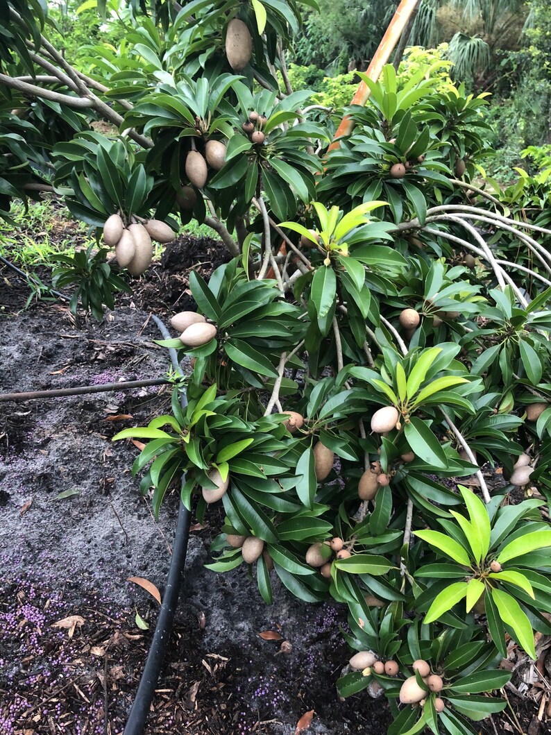 Silaswood sapodilla Airlayer tree 3 gal - www.craibas.al.gov.br