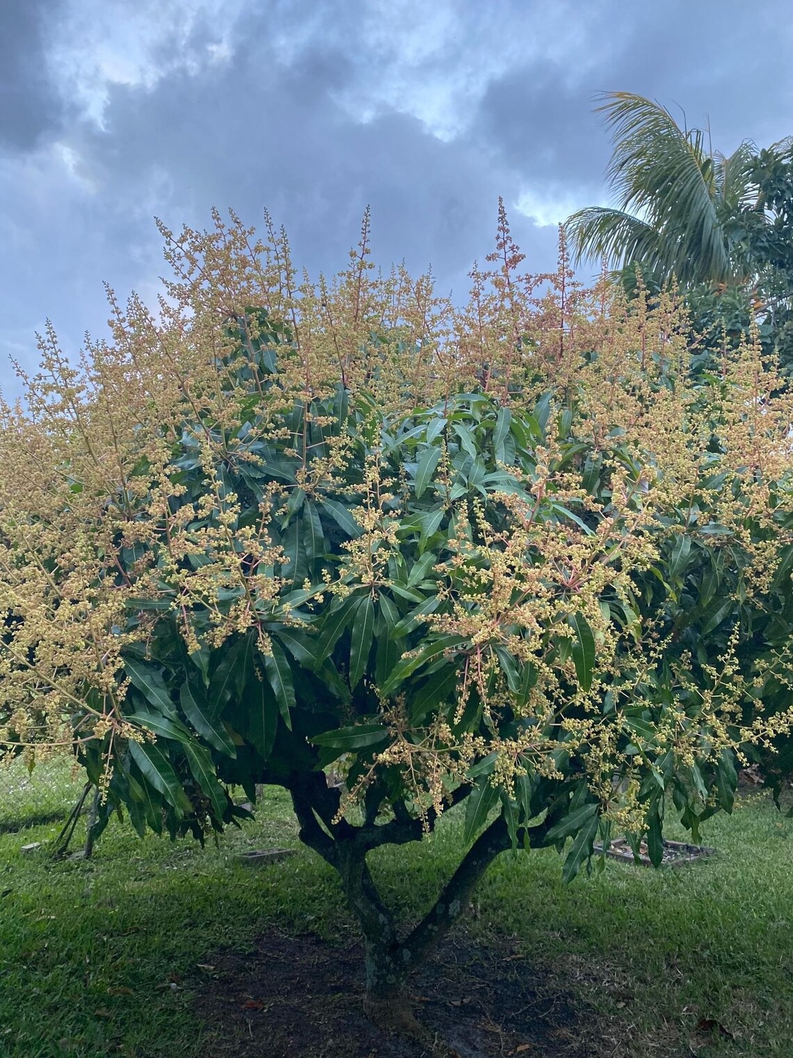 Julie Dwarf Mango Grafted Tree Get Fruit Soon - Etsy