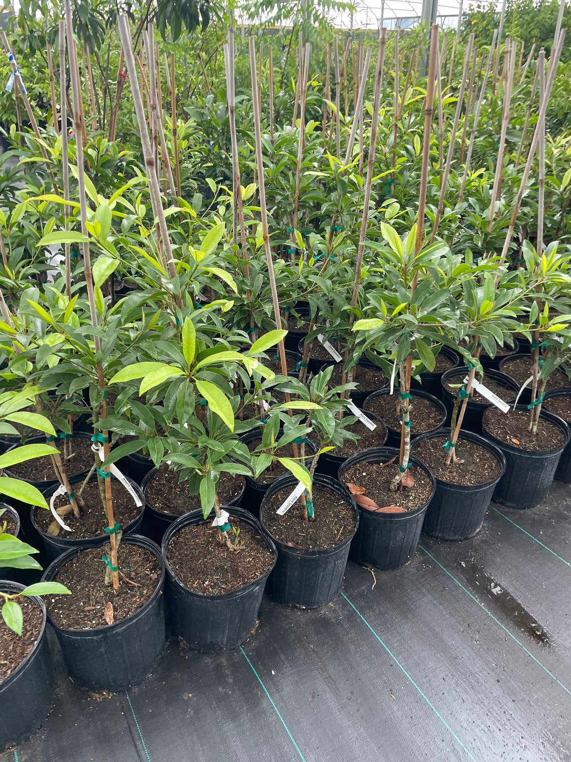 3 Ft up Alano Sapodilla Airlayer Tree Shipping With Pot - Etsy