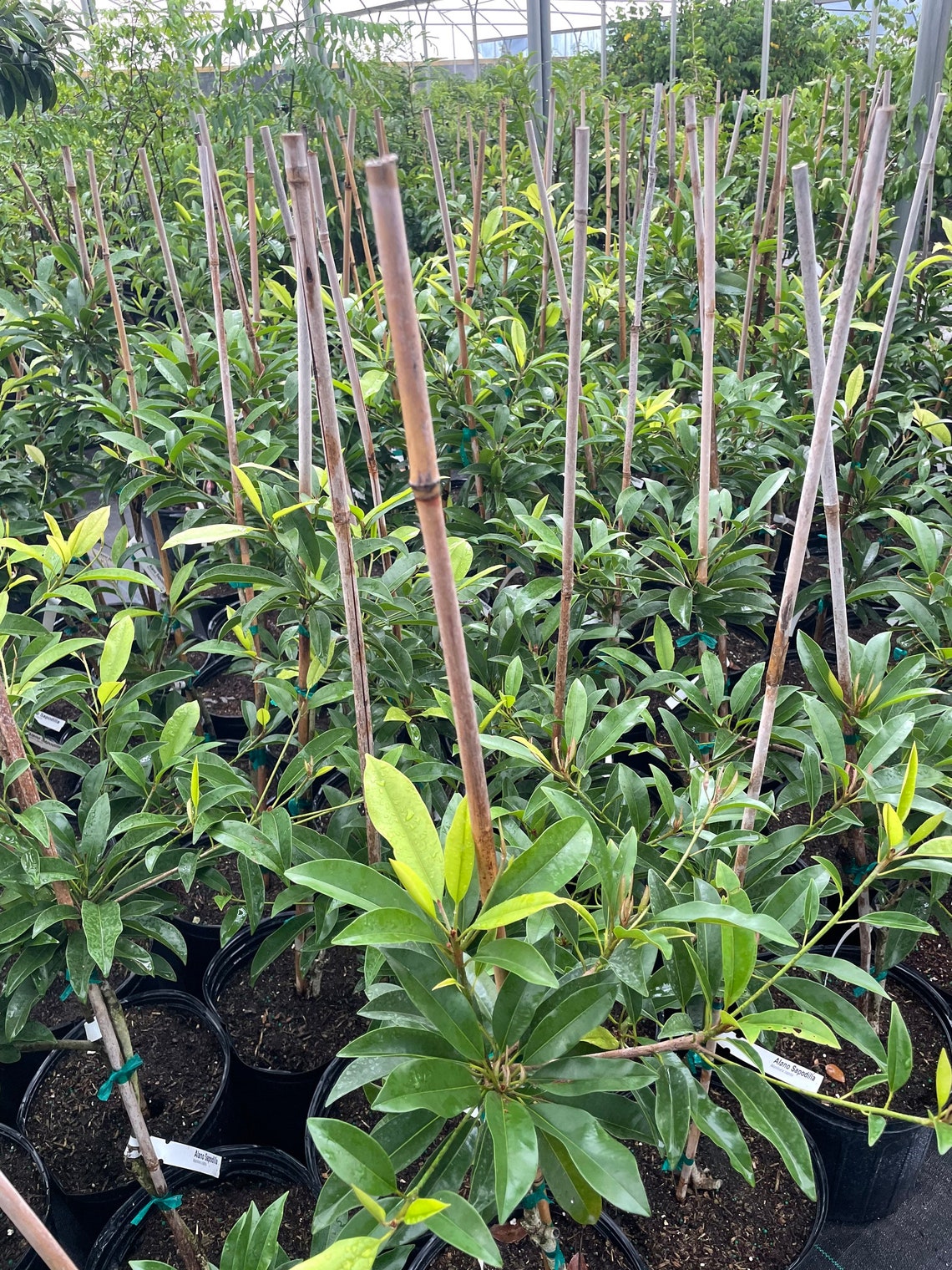 3 Ft up Alano Sapodilla Airlayer Tree Shipping With Pot - Etsy