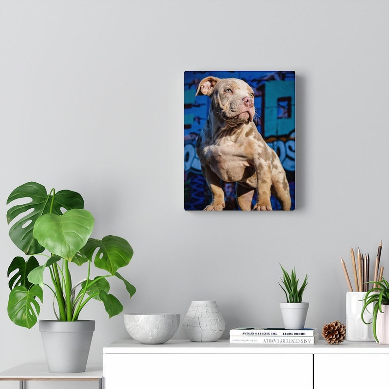 AMERICAN BULLDOG PUPPY High Quality Original Photography Canvas Prints @ant_shotit - Etsy