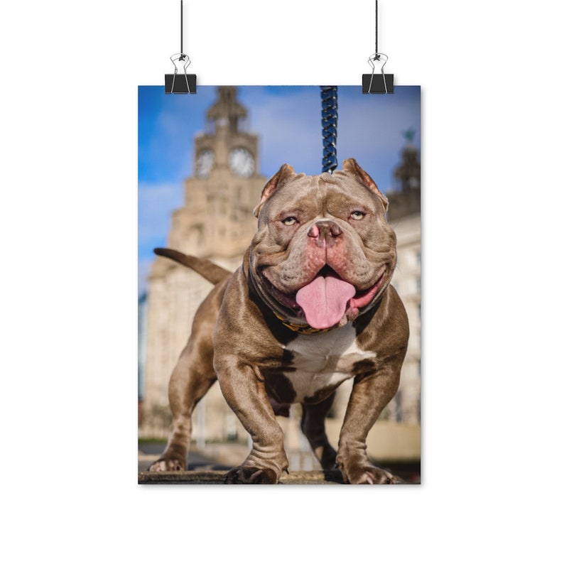 AMERICAN BULLDOG Posters (EU) - Etsy
