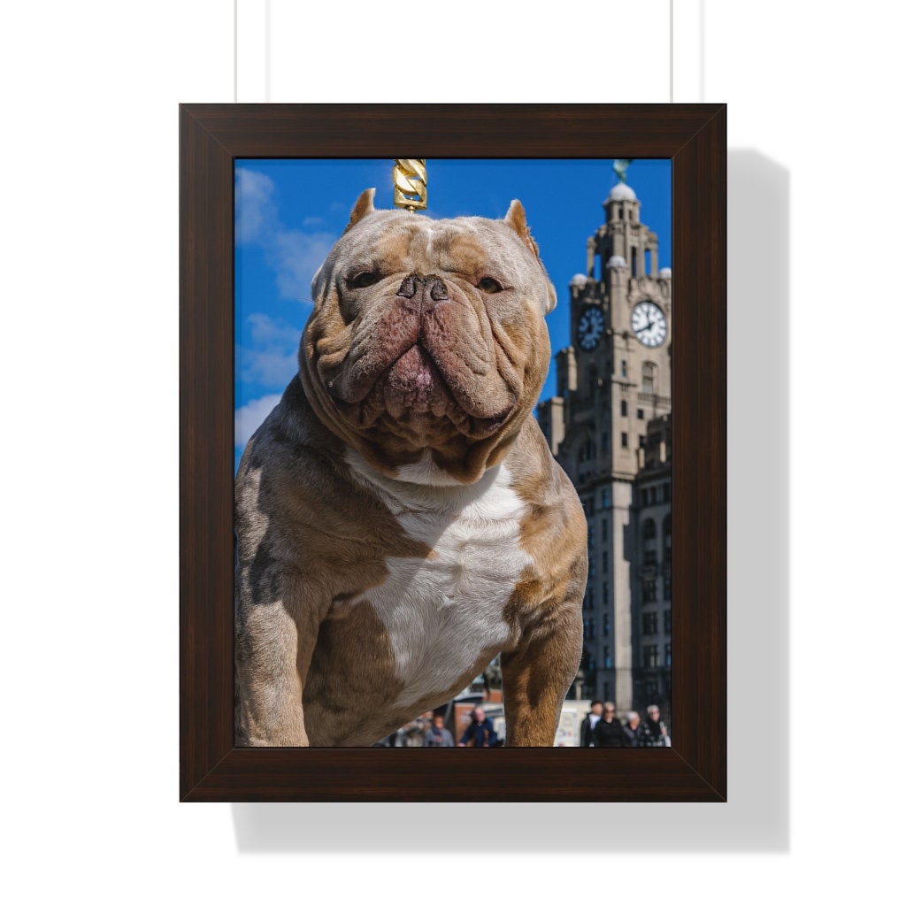 Photography Visual Arts EXOTIC AMERICAN BULLDOG Premium Matte vertical ...