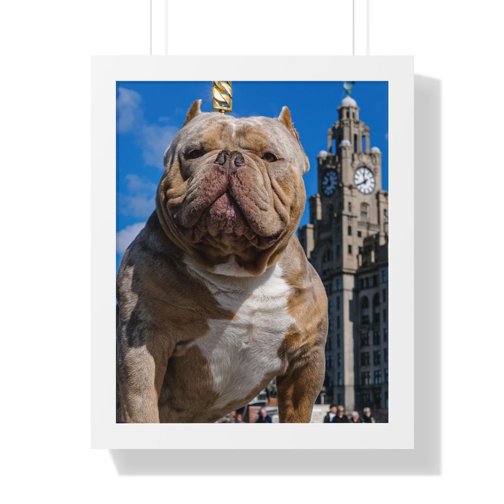 Photography Visual Arts EXOTIC AMERICAN BULLDOG Premium Matte vertical ...