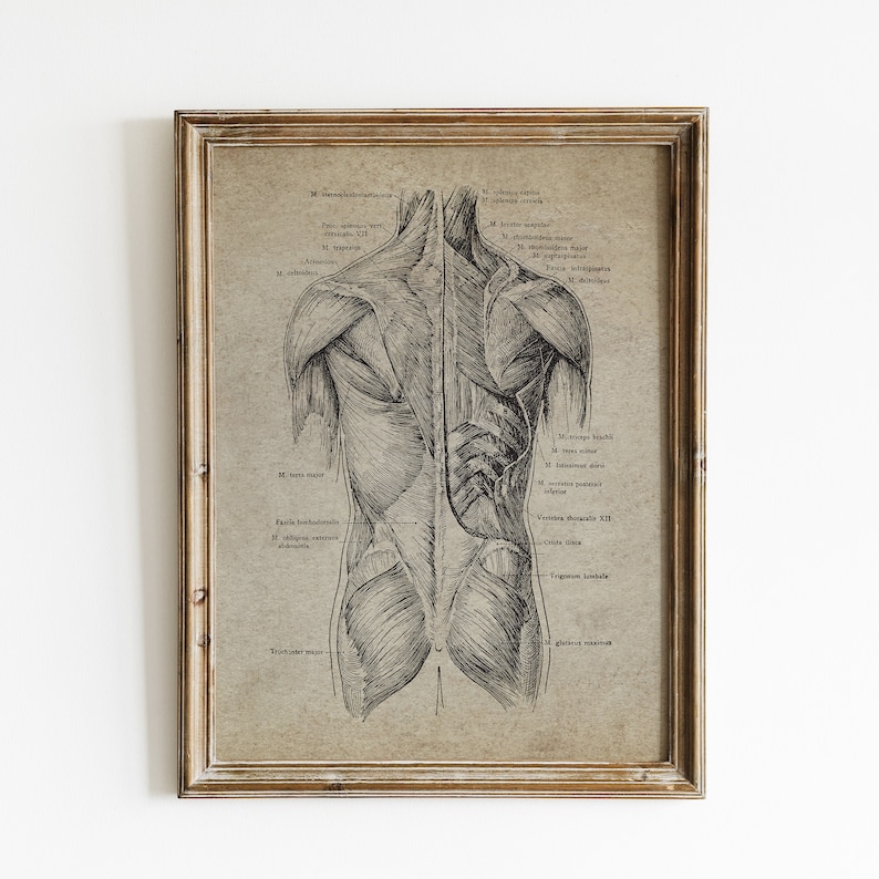 Muscles Body Painting, Body Wall Art, Anatomical Posters, Medicine Wall ...