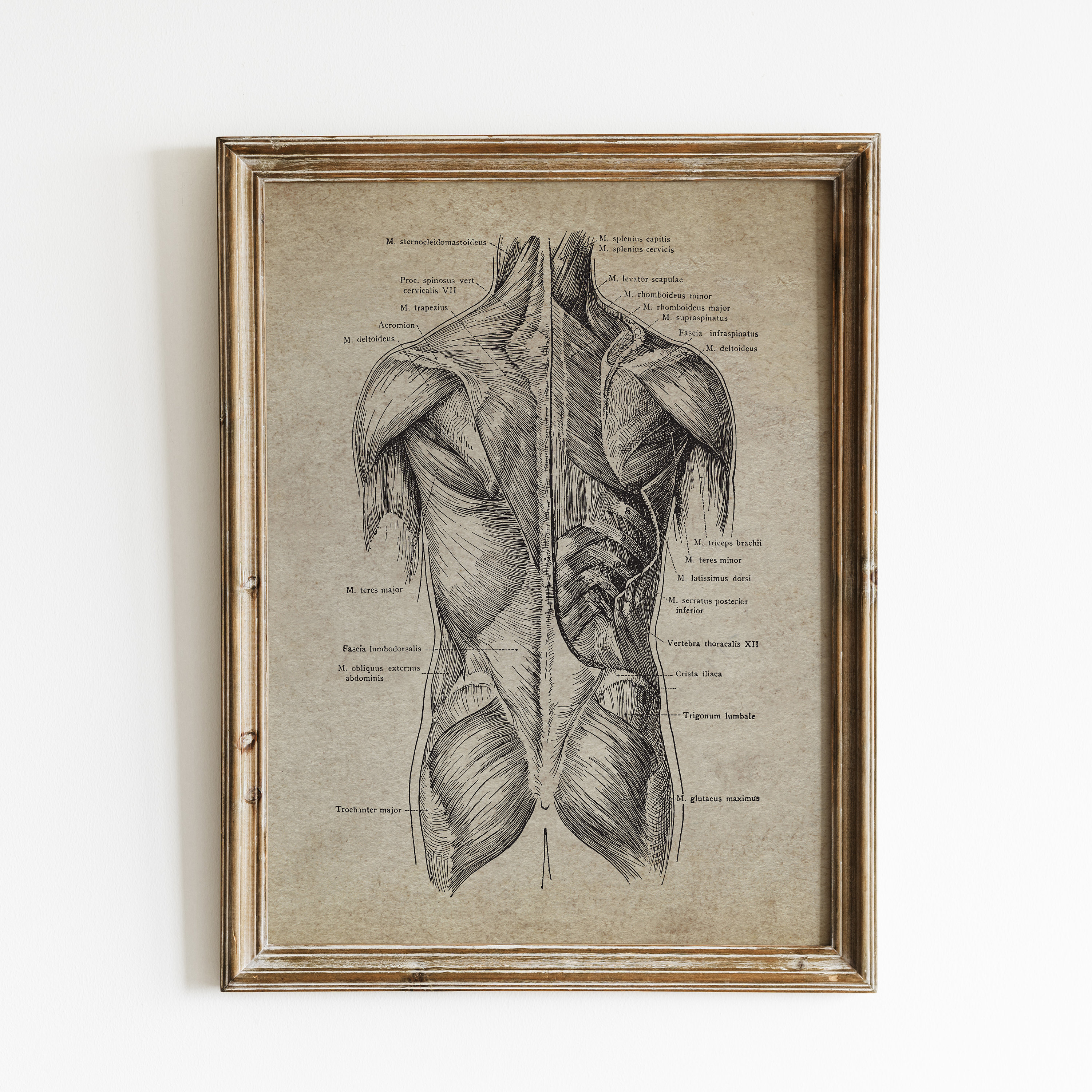 Muscles Body Painting, Body Wall Art, Anatomical Posters, Medicine Wall ...