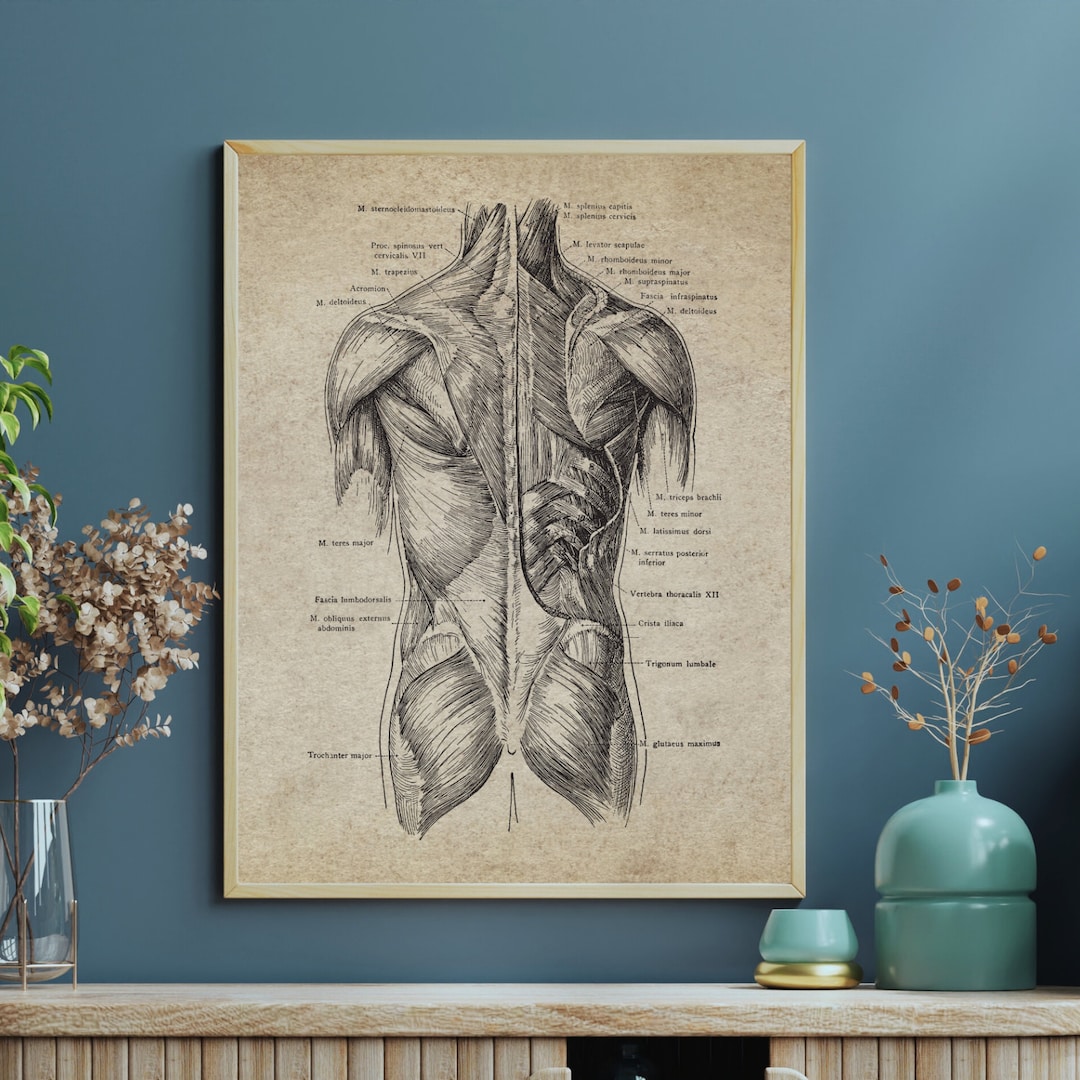 Muscles Body Painting Body Wall Art Anatomical Posters - Etsy