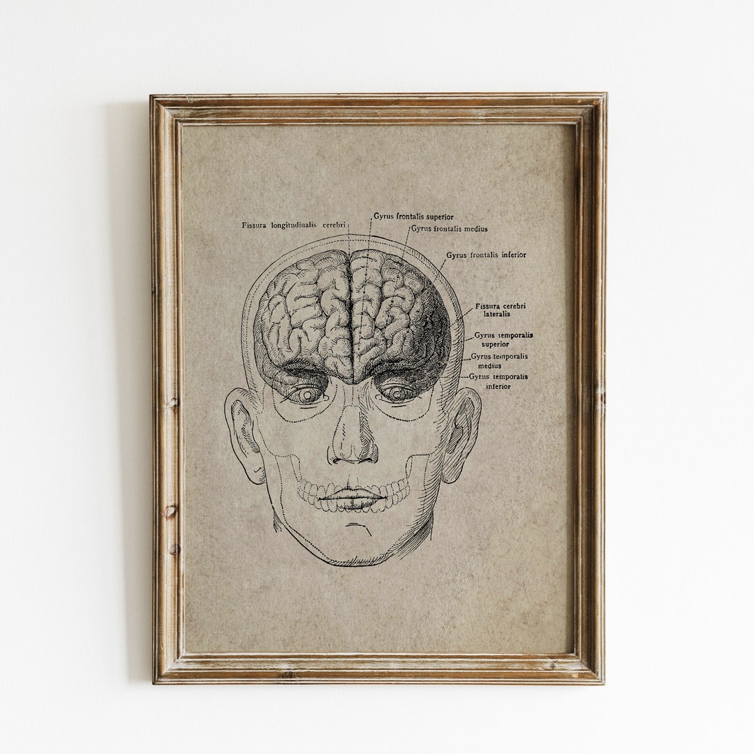 Human Brain Painting, Brain Wall Art, Anatomy Printable, Brain Print ...