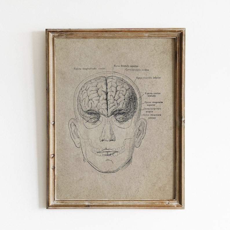 Human Brain Painting, Brain Wall Art, Anatomy Printable, Brain Print ...